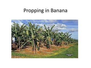 CULTURAL TECHNIQUEIN FRUIT CROP | PPT