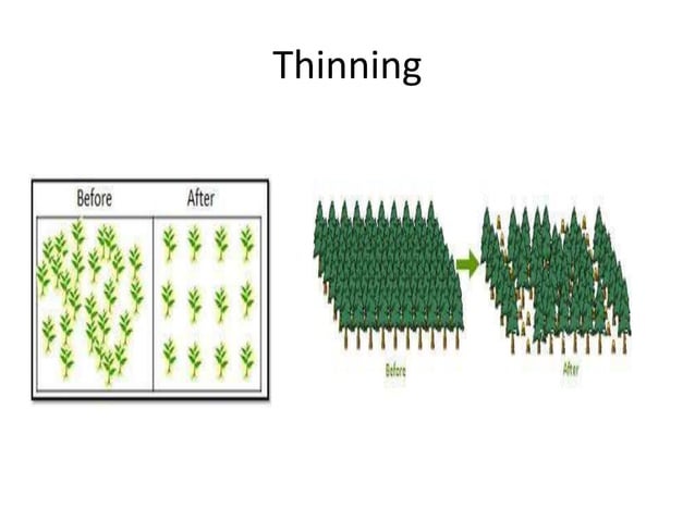 CULTURAL TECHNIQUEIN FRUIT CROP | PPT
