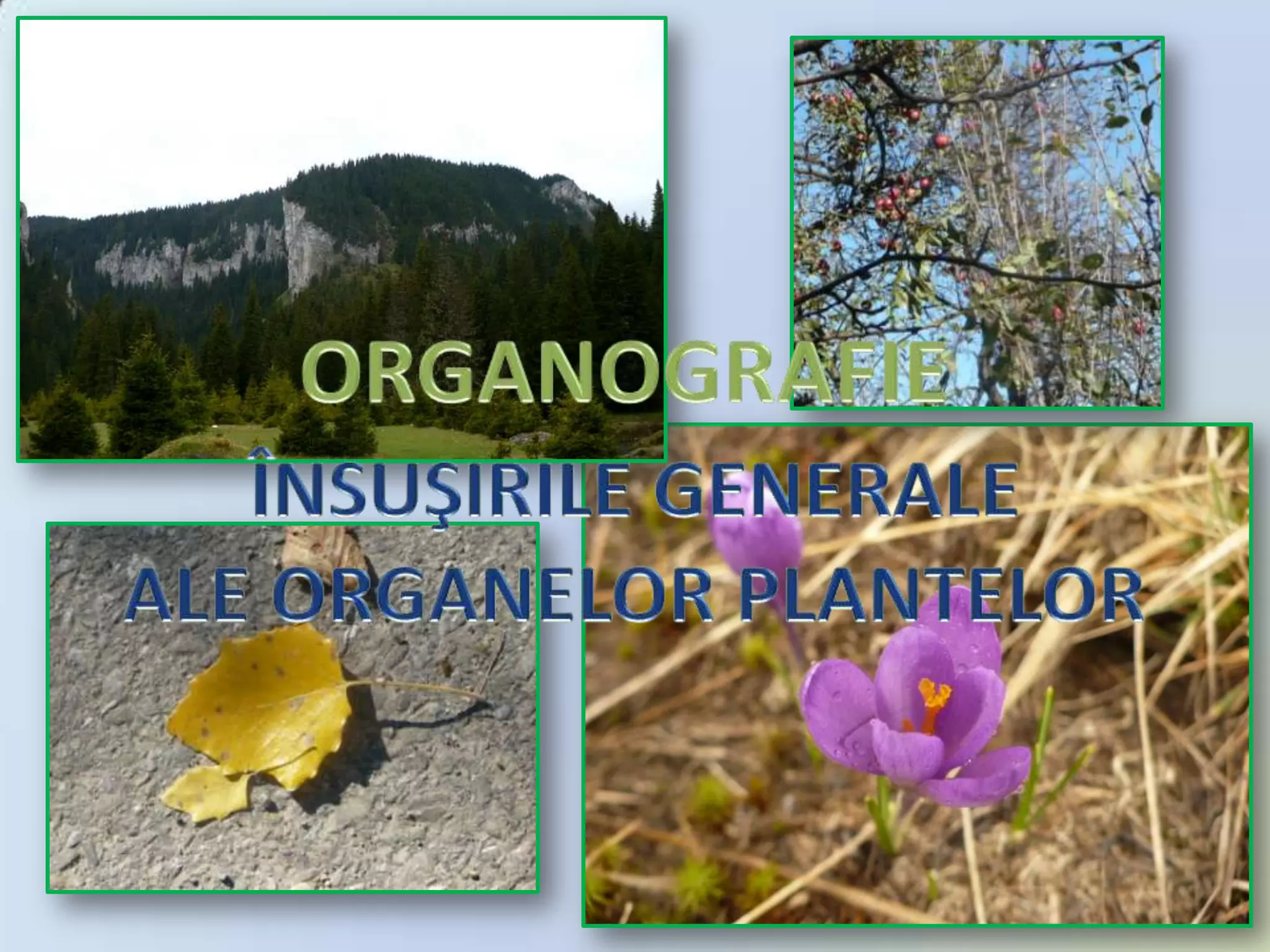 Propriettățile organelor plantelor | PPTX