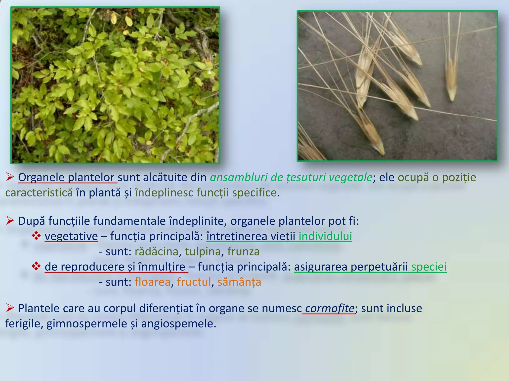 Propriettățile organelor plantelor | PPTX