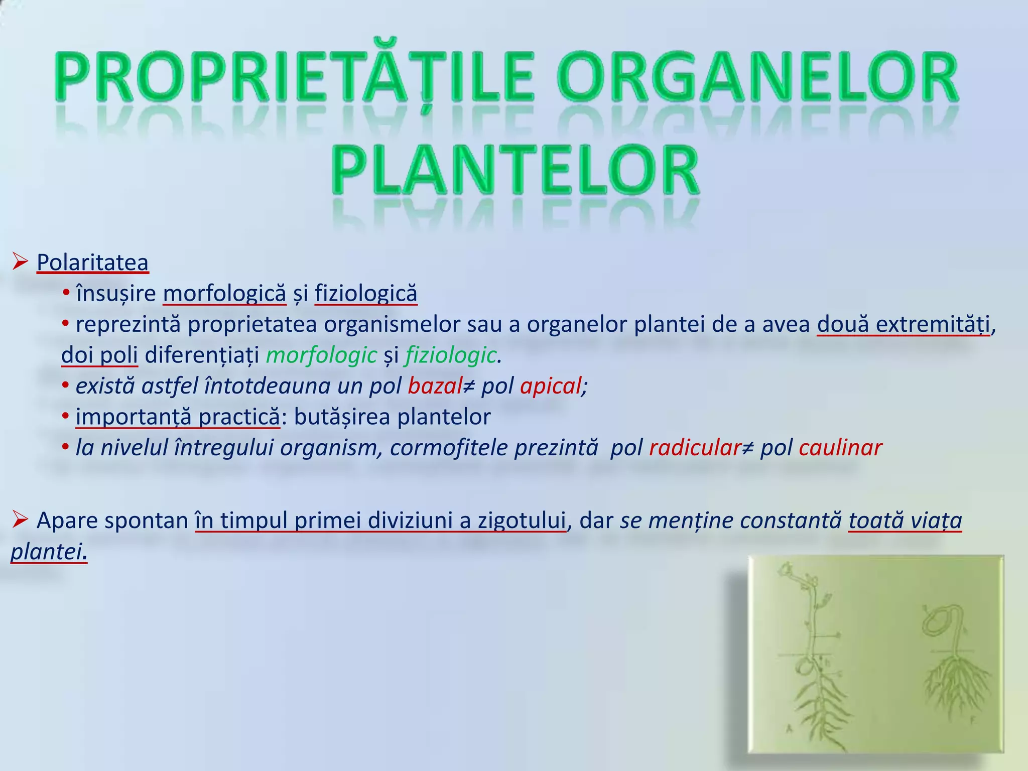 Propriettățile organelor plantelor | PPTX