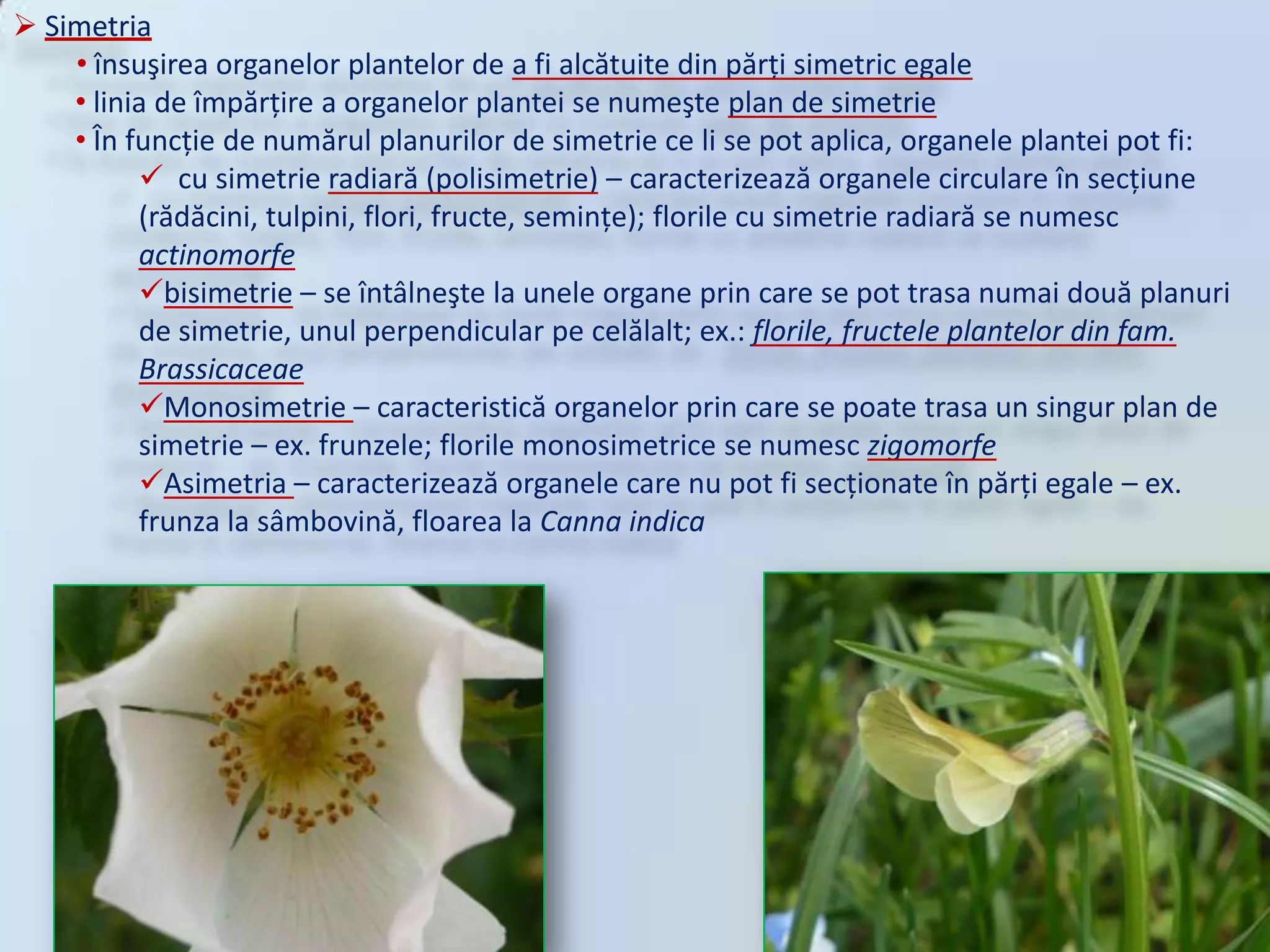 Propriettățile organelor plantelor | PPTX