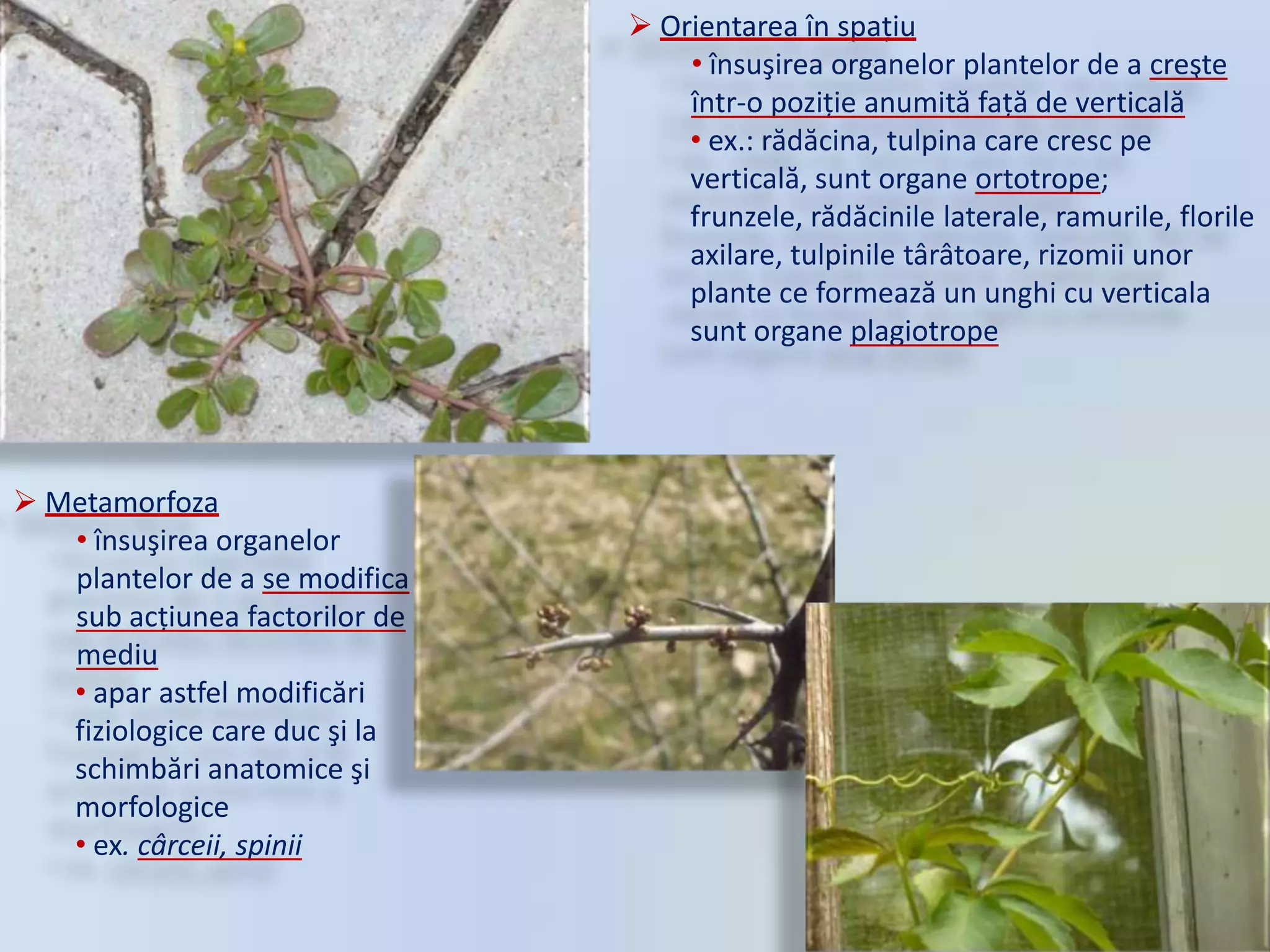 Propriettățile organelor plantelor | PPTX