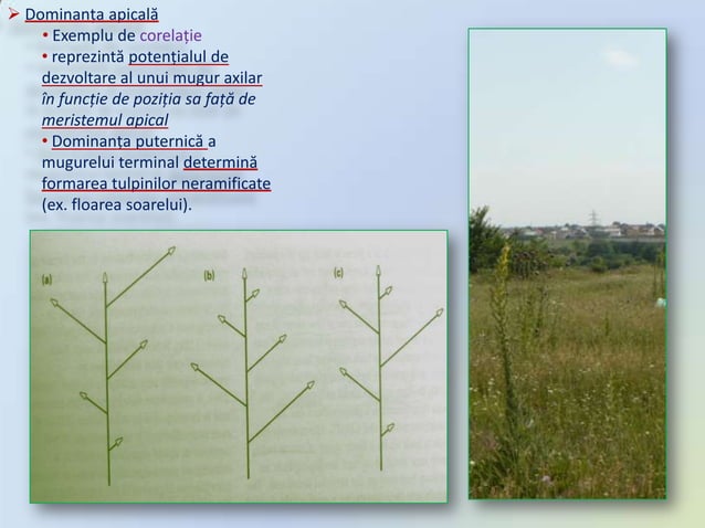 Propriettățile organelor plantelor | PPTX