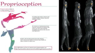 Proprioception | PPTX