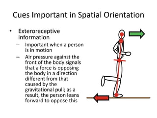 Proprioception and spatial orientation | PPT