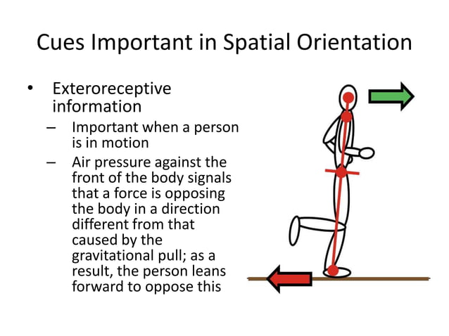 Proprioception and spatial orientation | PPT