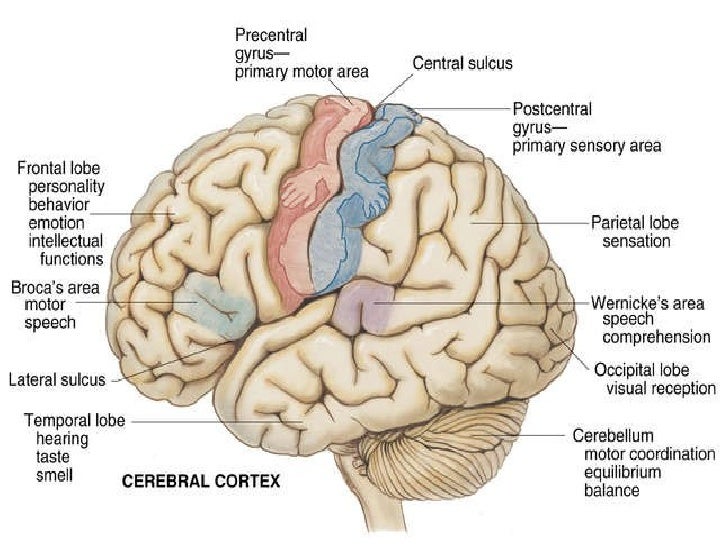 NurseReview.Org - Proprioception & Cerebellar Function