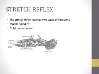Proprioceptive Neuromuscular Facilitation.pptx