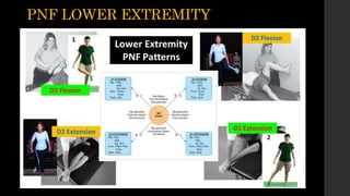 Proprioceptive neuromuscular facilitation (pnf) | PPT