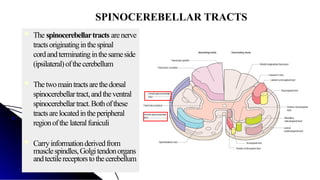 PROPRIOCEPTIVE PATHWAY.pptx involving information about sense of ...