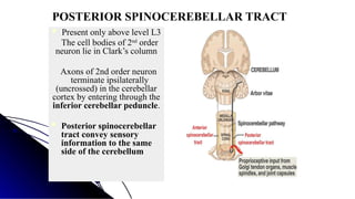 PROPRIOCEPTIVE PATHWAY.pptx involving information about sense of ...
