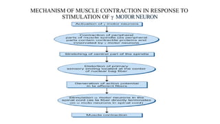 PROPRIOCEPTIVE PATHWAY.pptx involving information about sense of ...