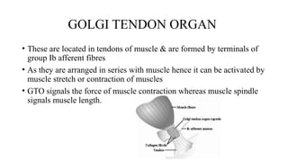 PROPRIOCEPTIVE PATHWAY.pptx involving information about sense of ...