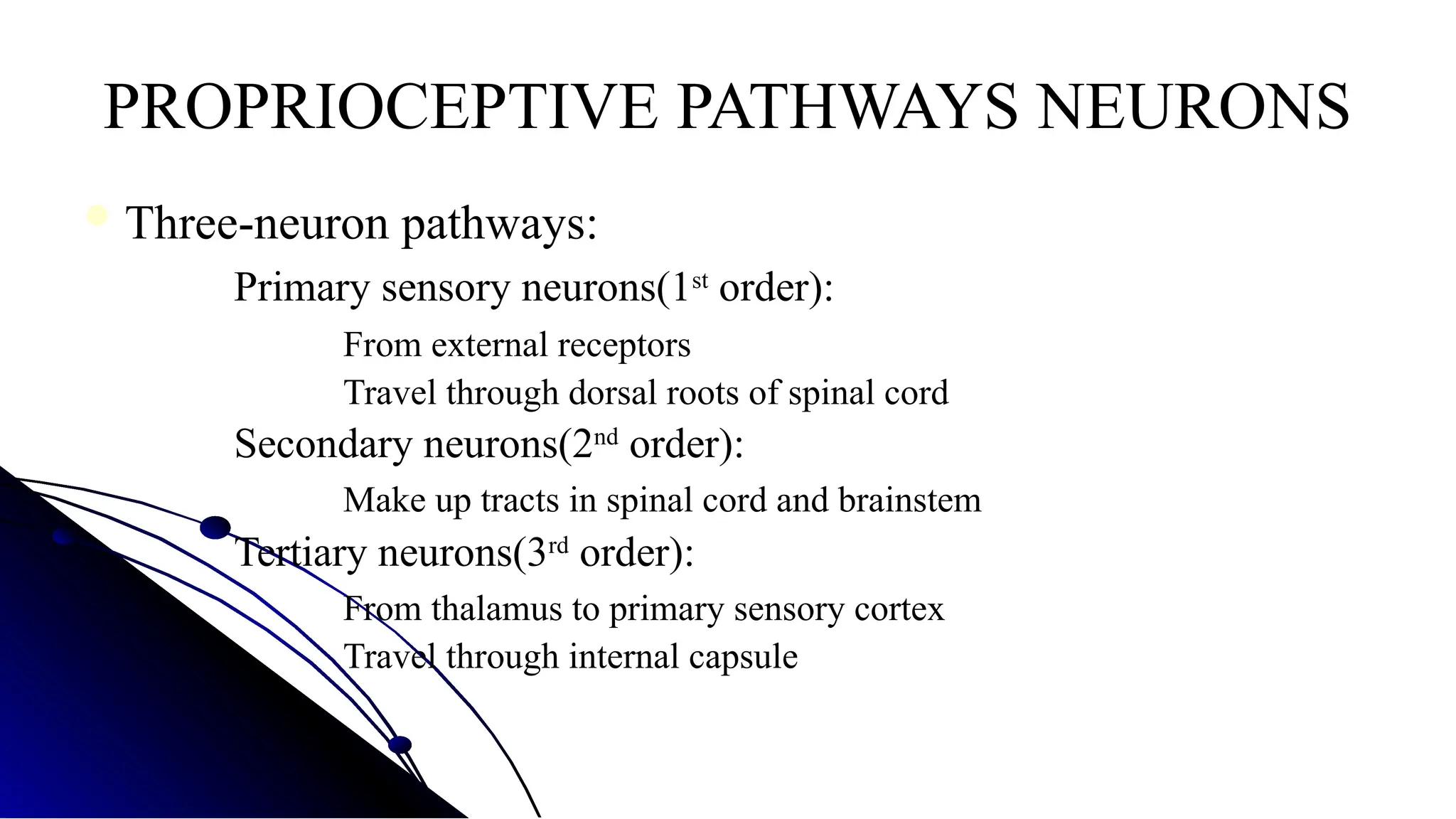 PROPRIOCEPTIVE PATHWAY (1).ppt dorsal column medial lemniscal system.x ...