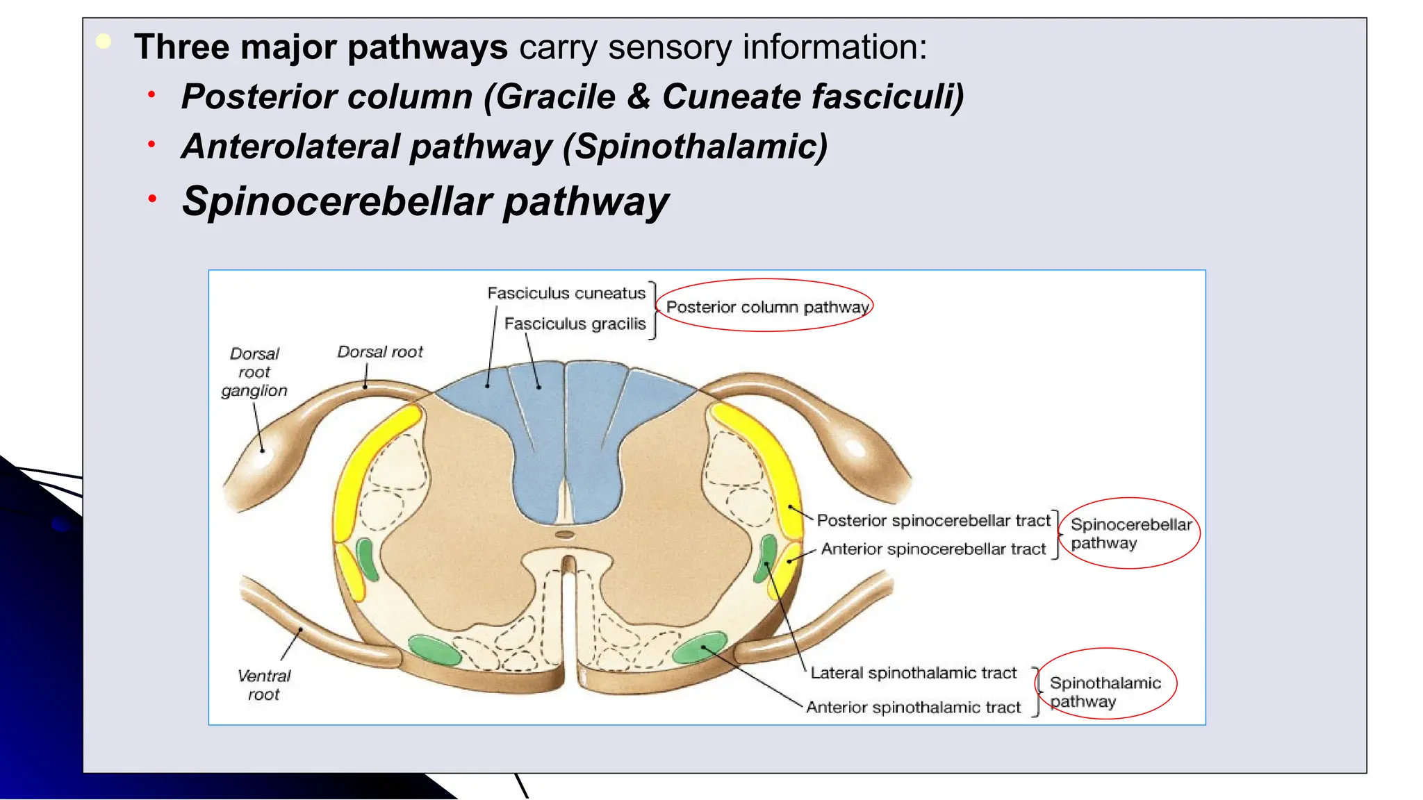PROPRIOCEPTIVE PATHWAY (1).ppt dorsal column medial lemniscal system.x ...
