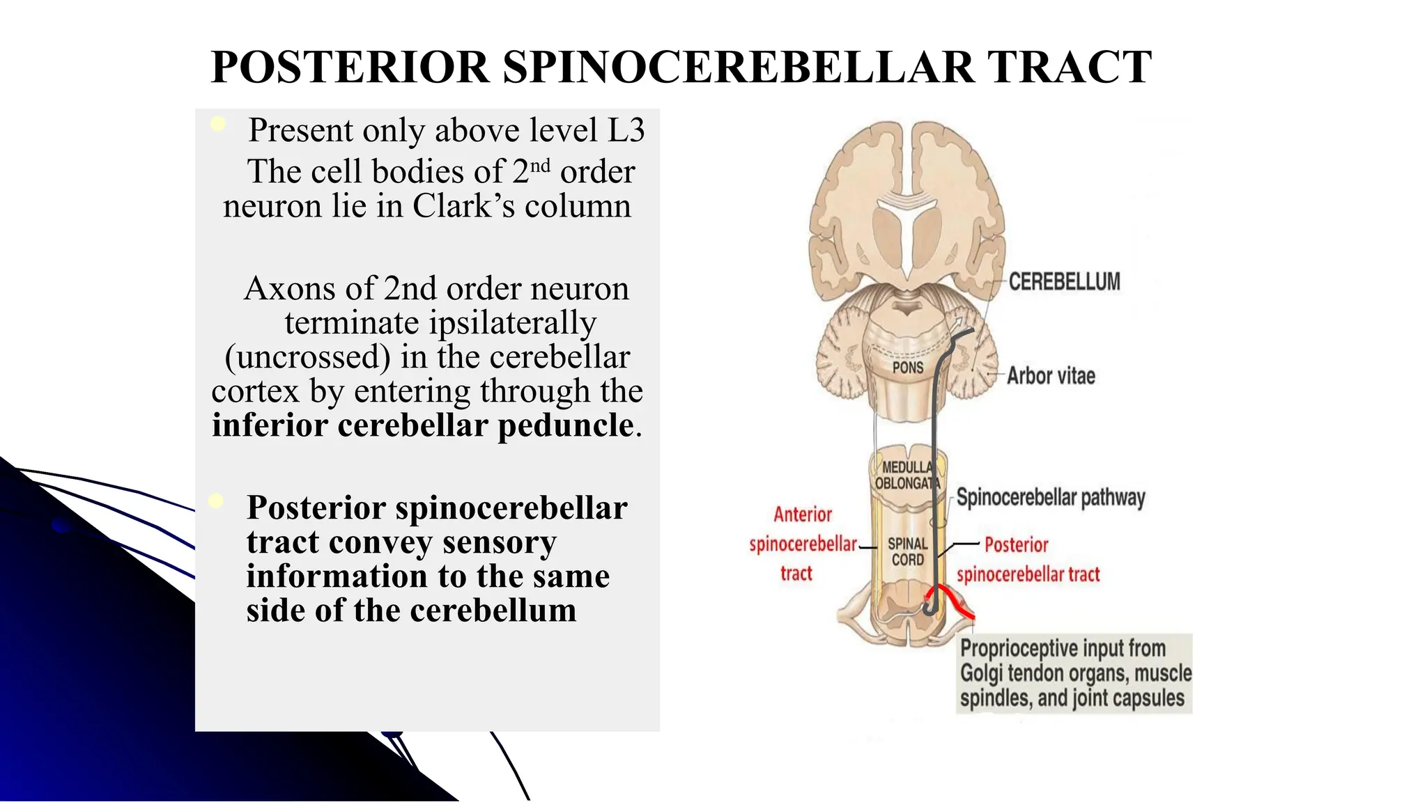 PROPRIOCEPTIVE PATHWAY (1).ppt dorsal column medial lemniscal system.x ...