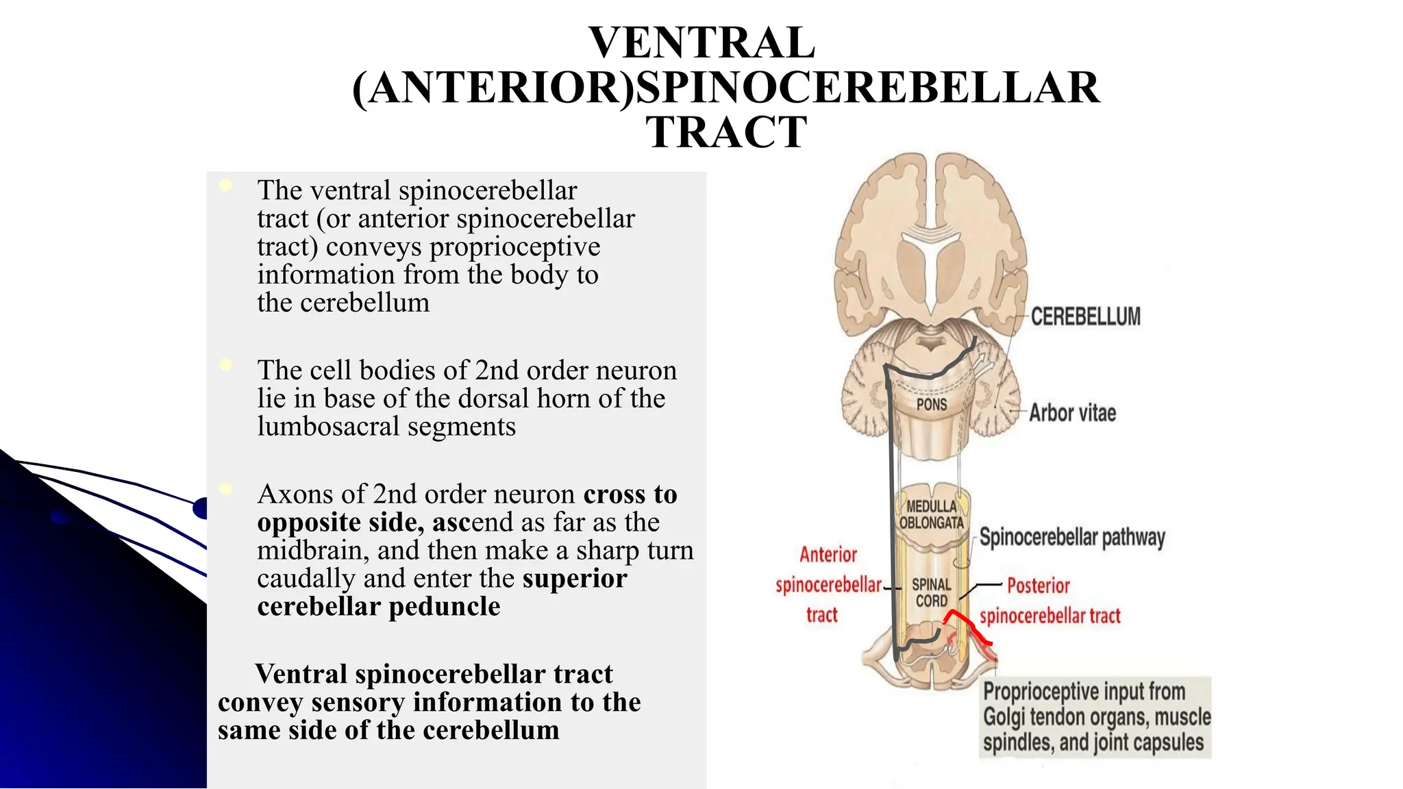 PROPRIOCEPTIVE PATHWAY (1).ppt dorsal column medial lemniscal system.x ...
