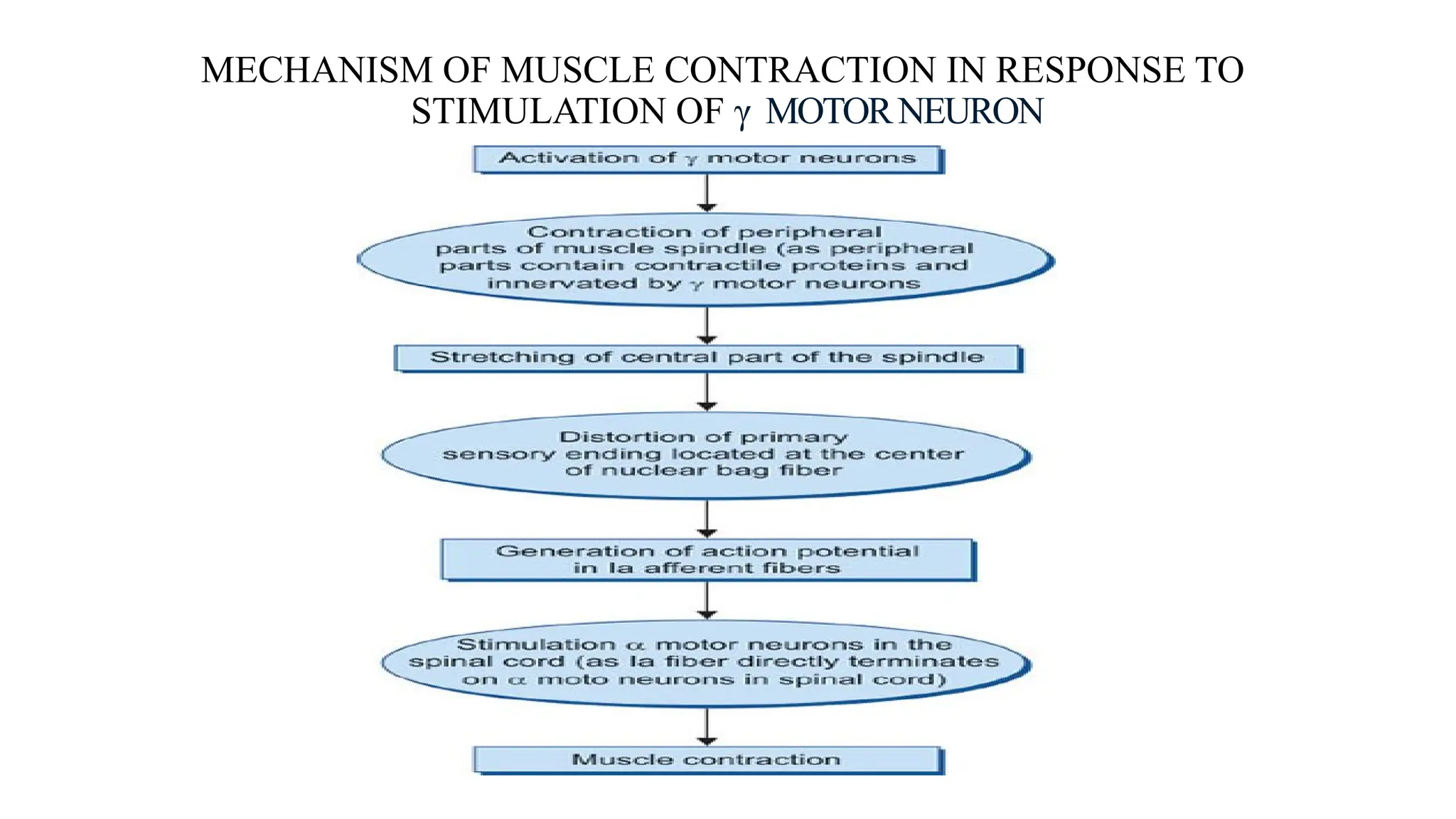 PROPRIOCEPTIVE PATHWAY (1).ppt dorsal column medial lemniscal system.x ...