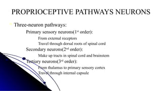PROPRIOCEPTIVE PATHWAY (1).ppt dorsal column medial lemniscal system.x ...