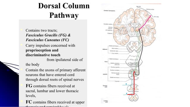 PROPRIOCEPTIVE PATHWAY (1).ppt dorsal column medial lemniscal system.x ...