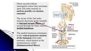 PROPRIOCEPTIVE PATHWAY (1).ppt dorsal column medial lemniscal system.x ...
