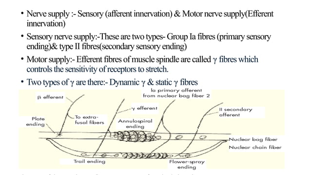 PROPRIOCEPTIVE PATHWAY (1).ppt dorsal column medial lemniscal system.x ...