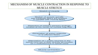 PROPRIOCEPTIVE PATHWAY (1).ppt dorsal column medial lemniscal system.x ...