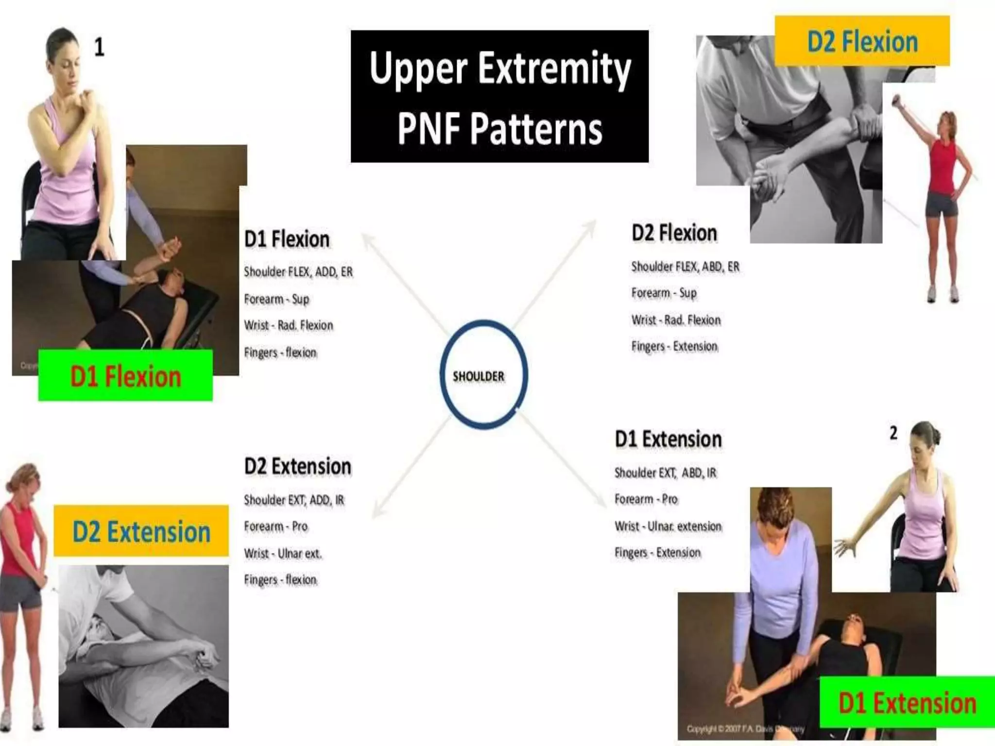 PROPRIOCEPTORS - PNF.pptx | Physical Therapy | Wellness