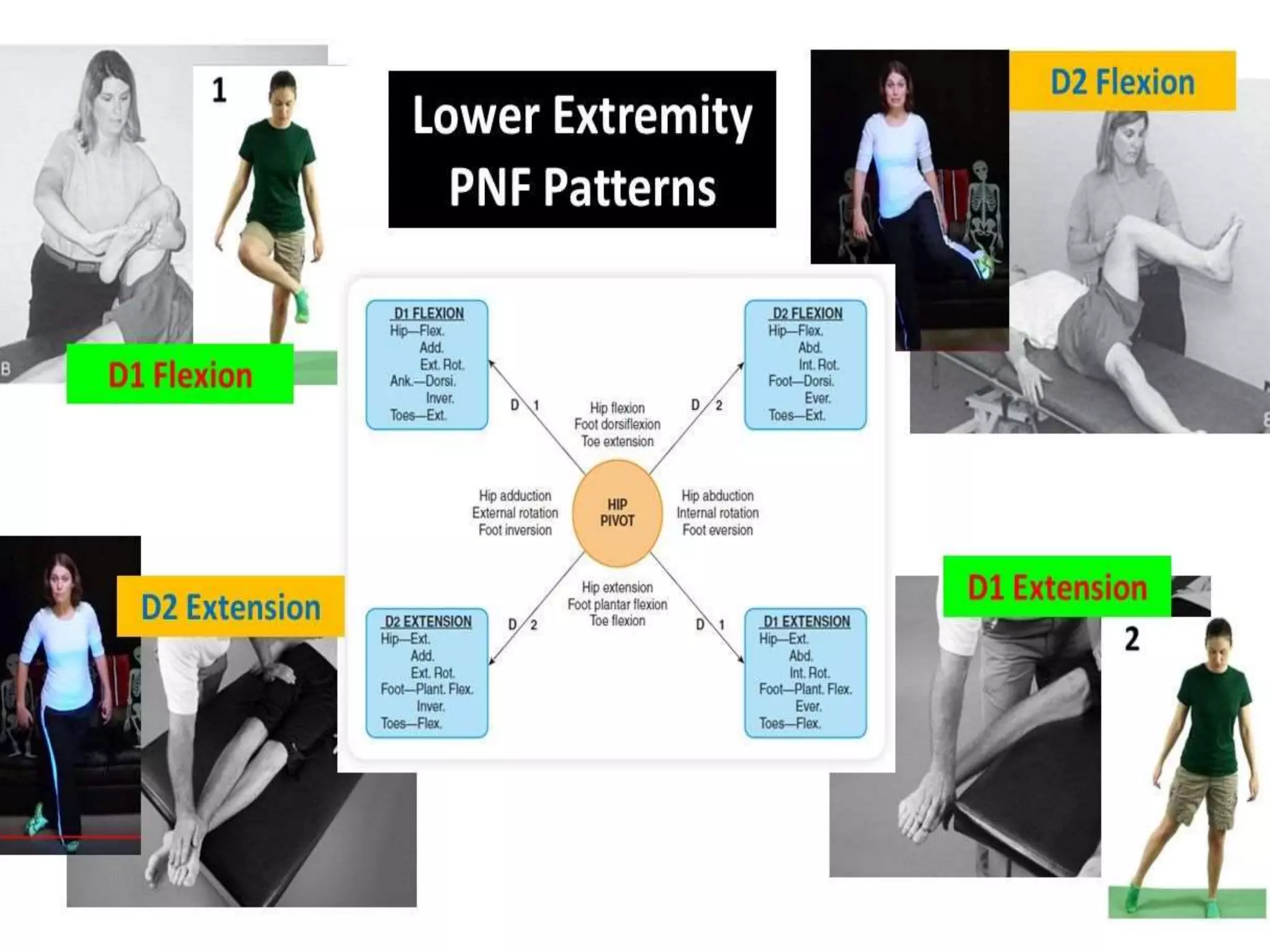 PROPRIOCEPTORS - PNF.pptx | Physical Therapy | Wellness