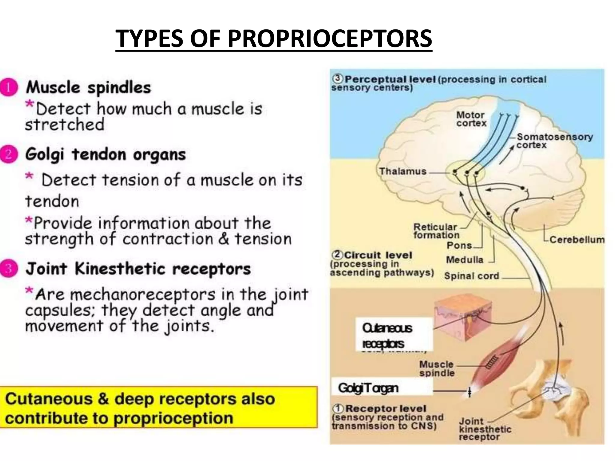PROPRIOCEPTORS - PNF.pptx