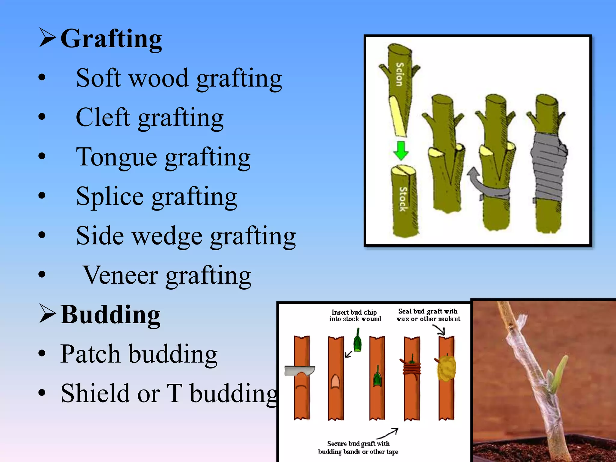 PROP STUDIES IN UNDER EXPLOITED CROPS -.pptx | Agriculture | Industries