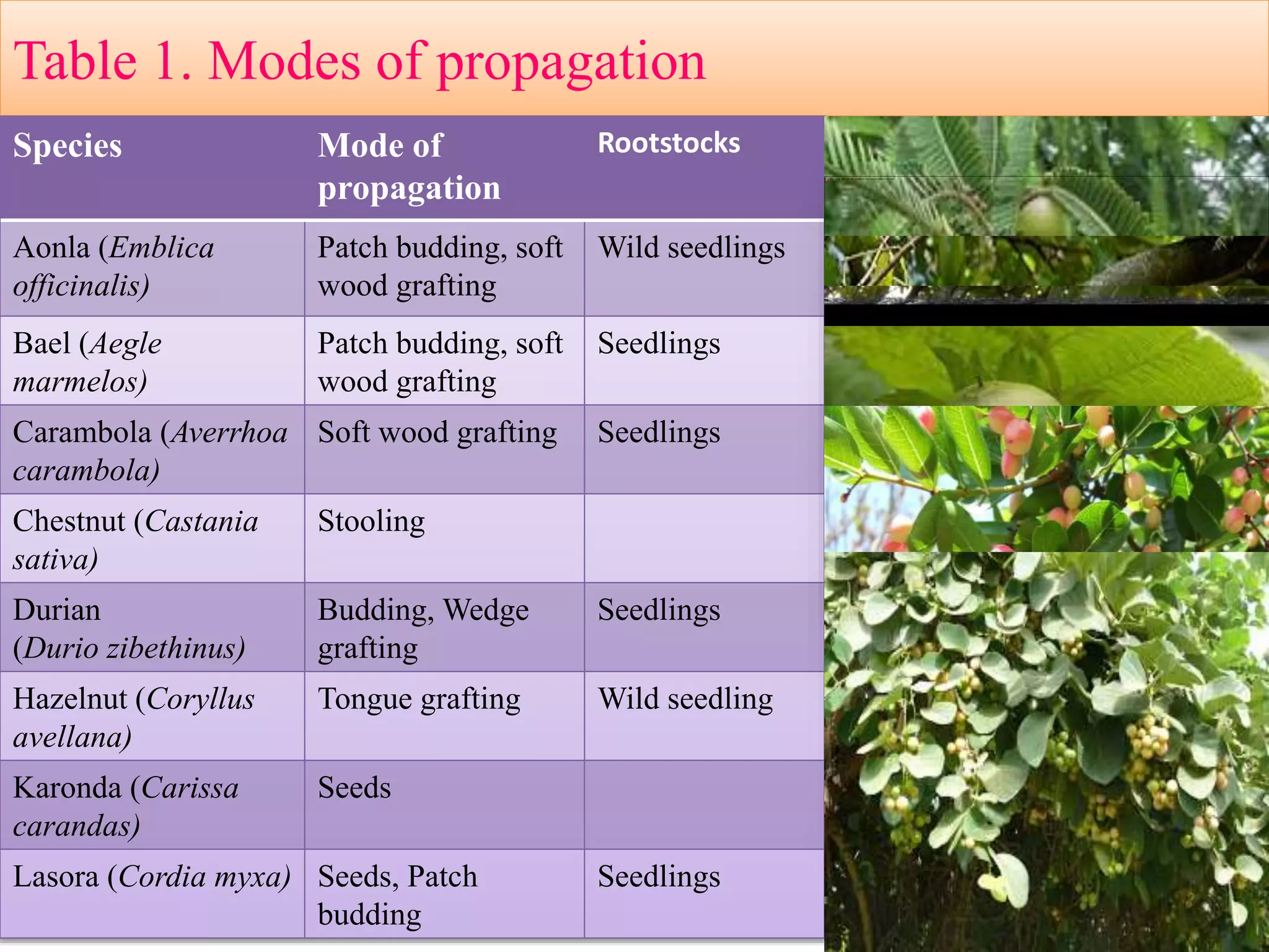 PROP STUDIES IN UNDER EXPLOITED CROPS -.pptx | Agriculture | Industries