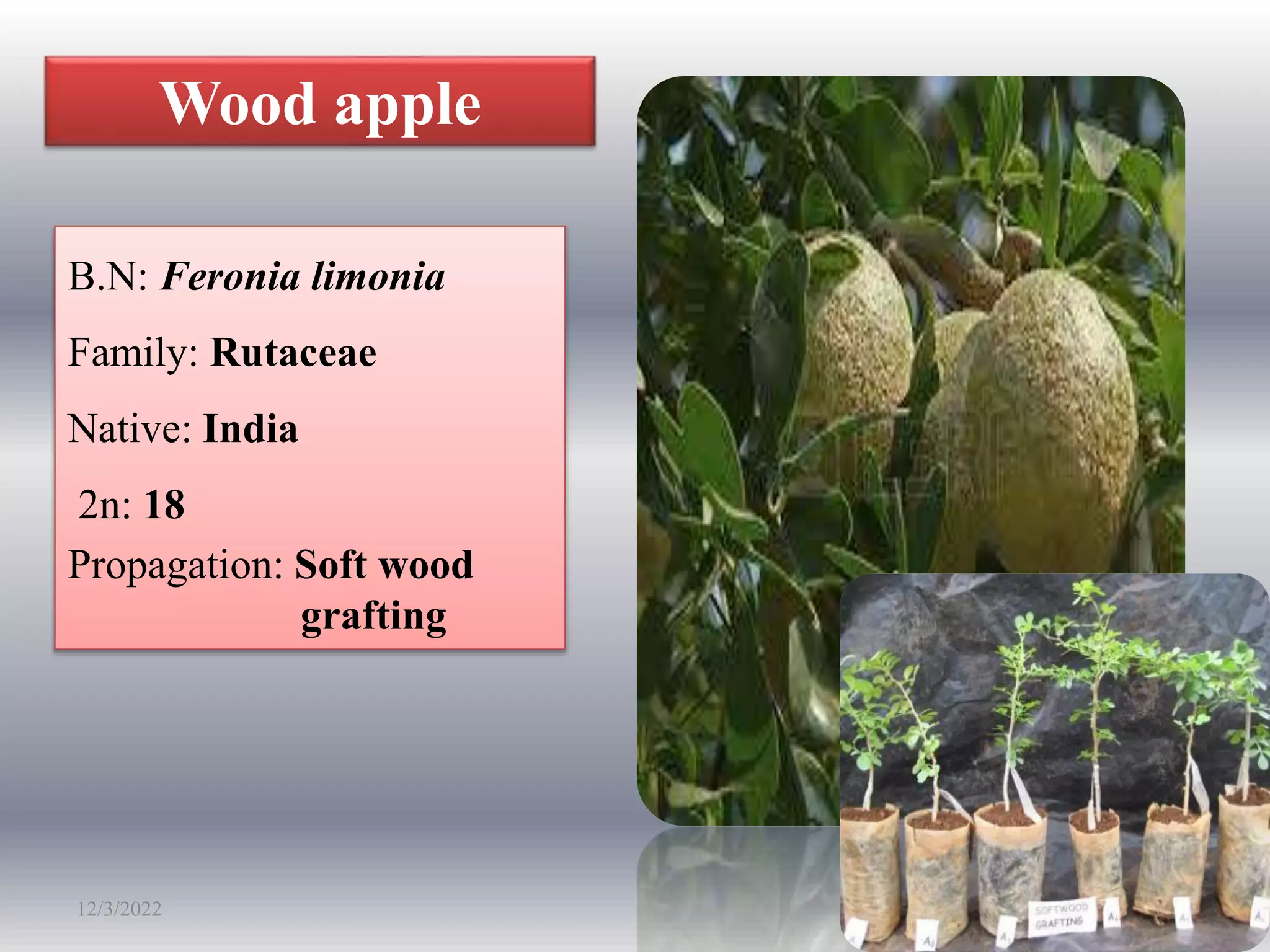 PROP STUDIES IN UNDER EXPLOITED CROPS -.pptx