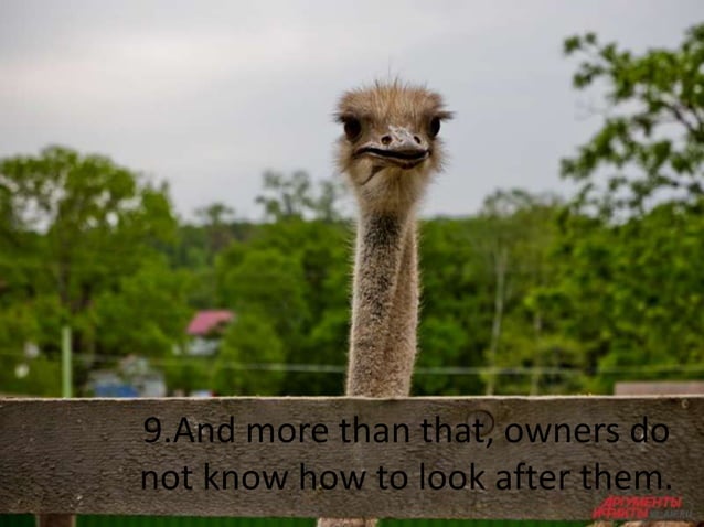 Pros and cons of keeping wild animals as pets. | PPTX