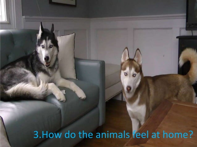 Pros and cons of keeping wild animals as pets. | PPT