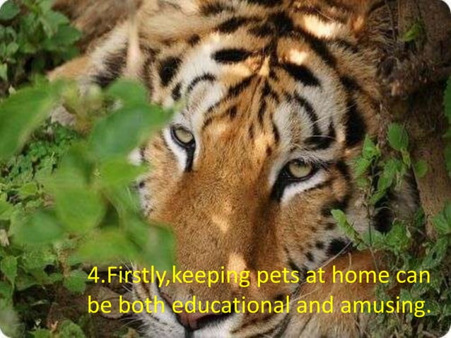 Pros and cons of keeping wild animals as pets. | PPT