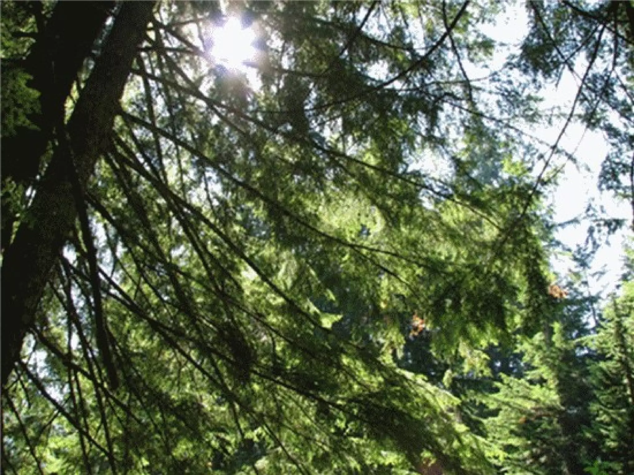 Prose and poetry | PPT