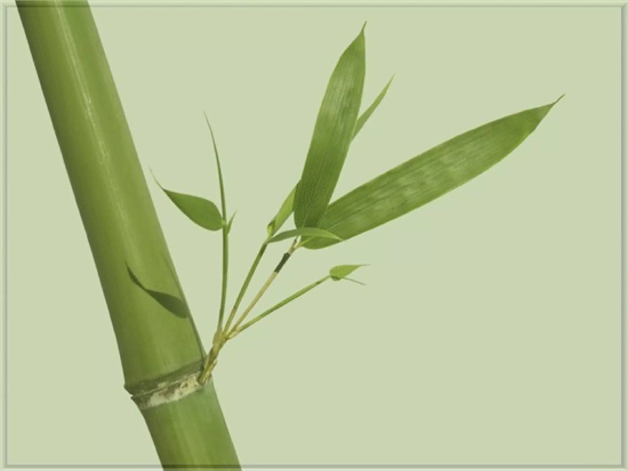 Prose and poetry | PPT