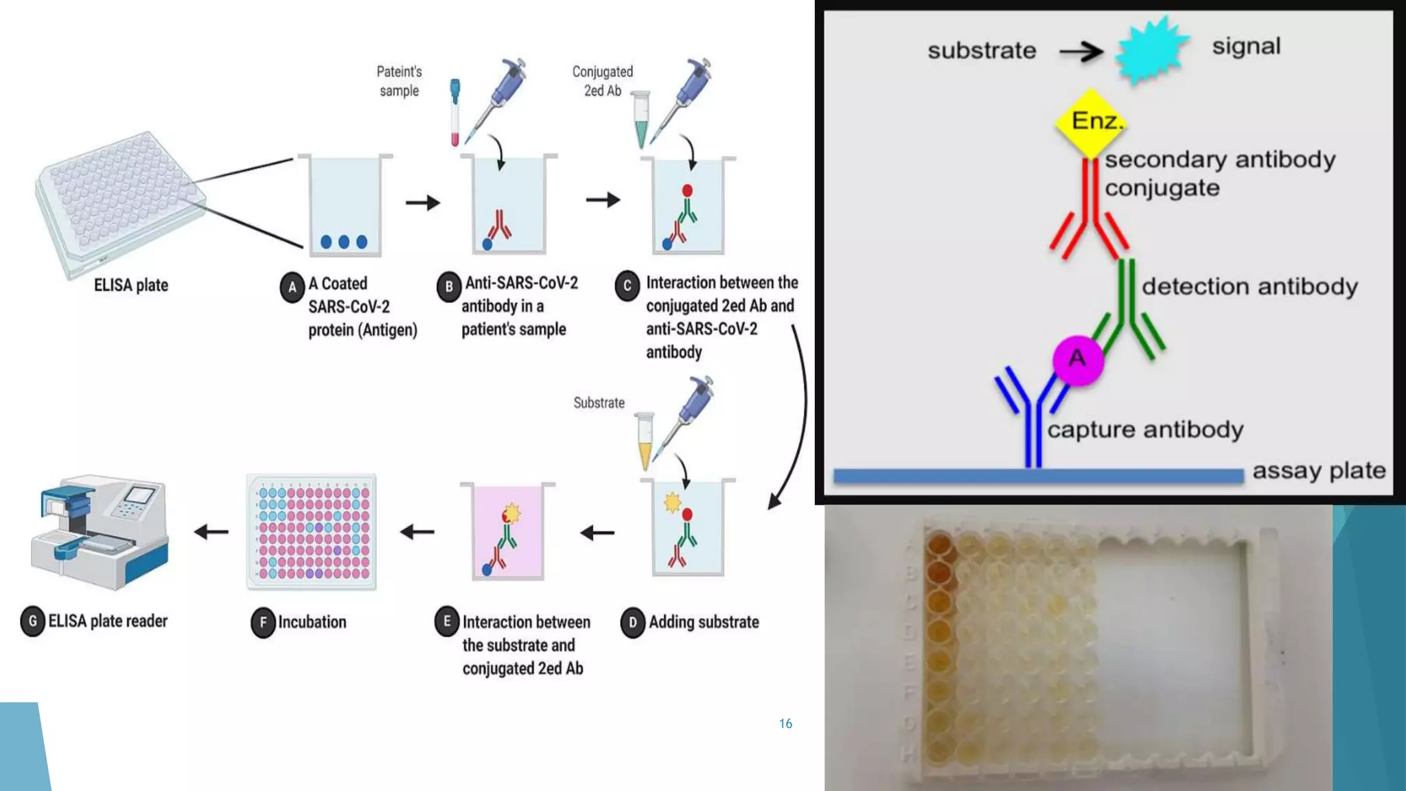 Protein sequencing methods | PPTX