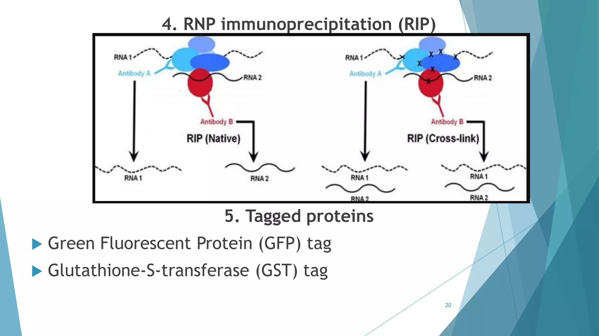 Protein sequencing methods | PPTX