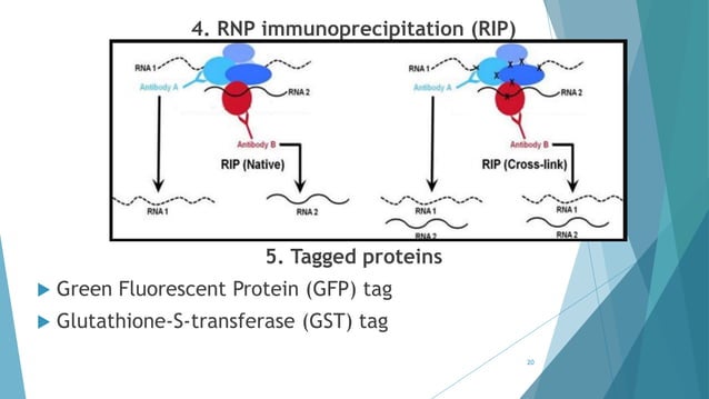 Protein sequencing methods | PPTX | Chemistry | Science