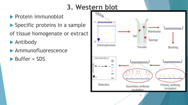 Protein sequencing methods | PPTX | Chemistry | Science