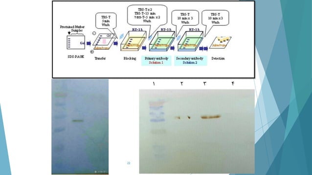 Protein sequencing methods | PPTX | Chemistry | Science