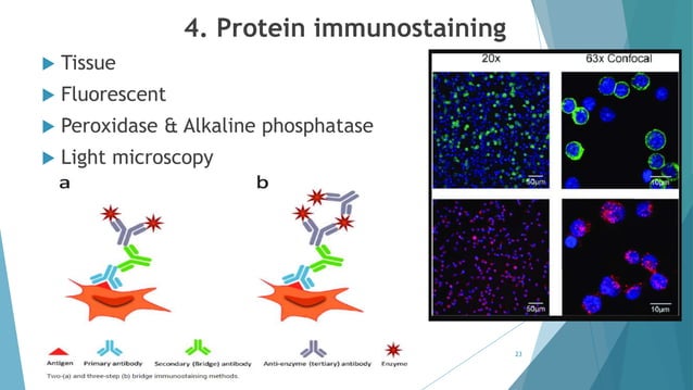 Protein sequencing methods | PPTX | Chemistry | Science