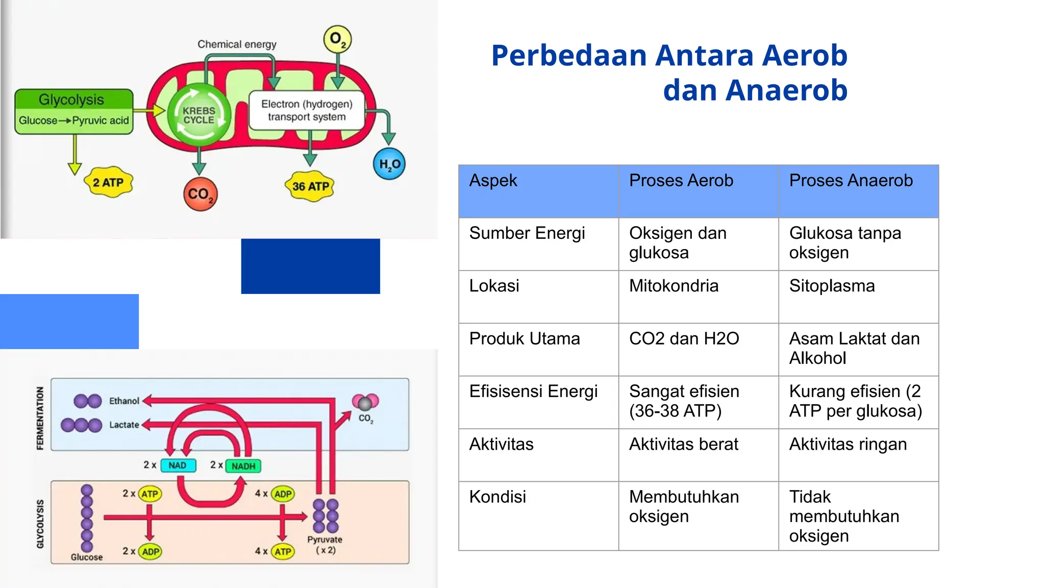 proses aerob dan anaerob paus_tugas 2_.pptx