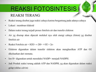 PROSES FOTOSINTESIS & RESPIRASI PADA TUMBUHAN FIKS-1.ppt