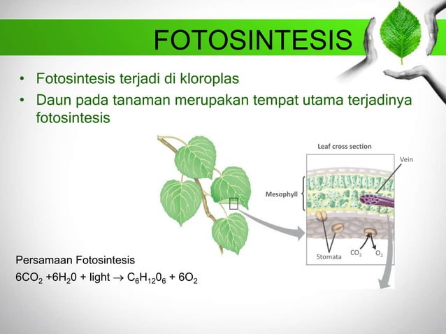 PROSES FOTOSINTESIS & RESPIRASI PADA TUMBUHAN FIKS-1.ppt