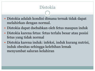 Proses Kelahiran Pada Sapi.pptx