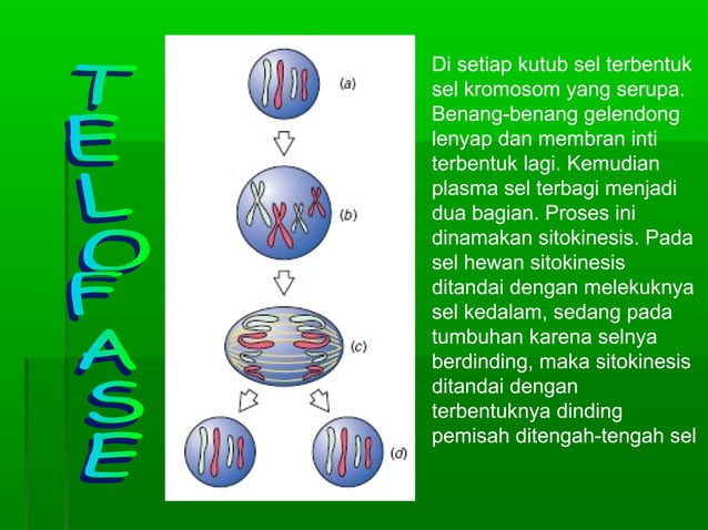 Proses pembelahan sel | PPT